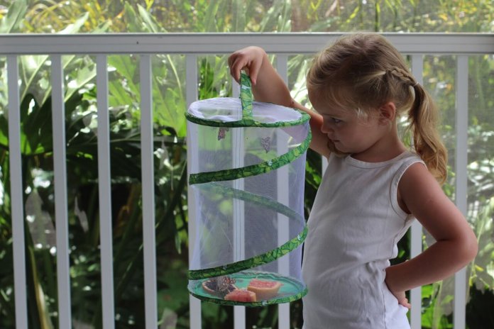 Best Butterfly Kits for Growing or Keeping in 2024 | BornCute