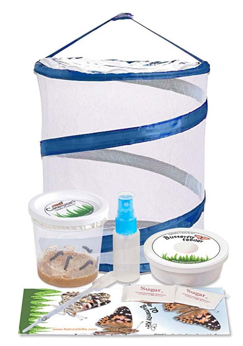 Best Butterfly Kits for Growing or Keeping in 2024 | BornCute